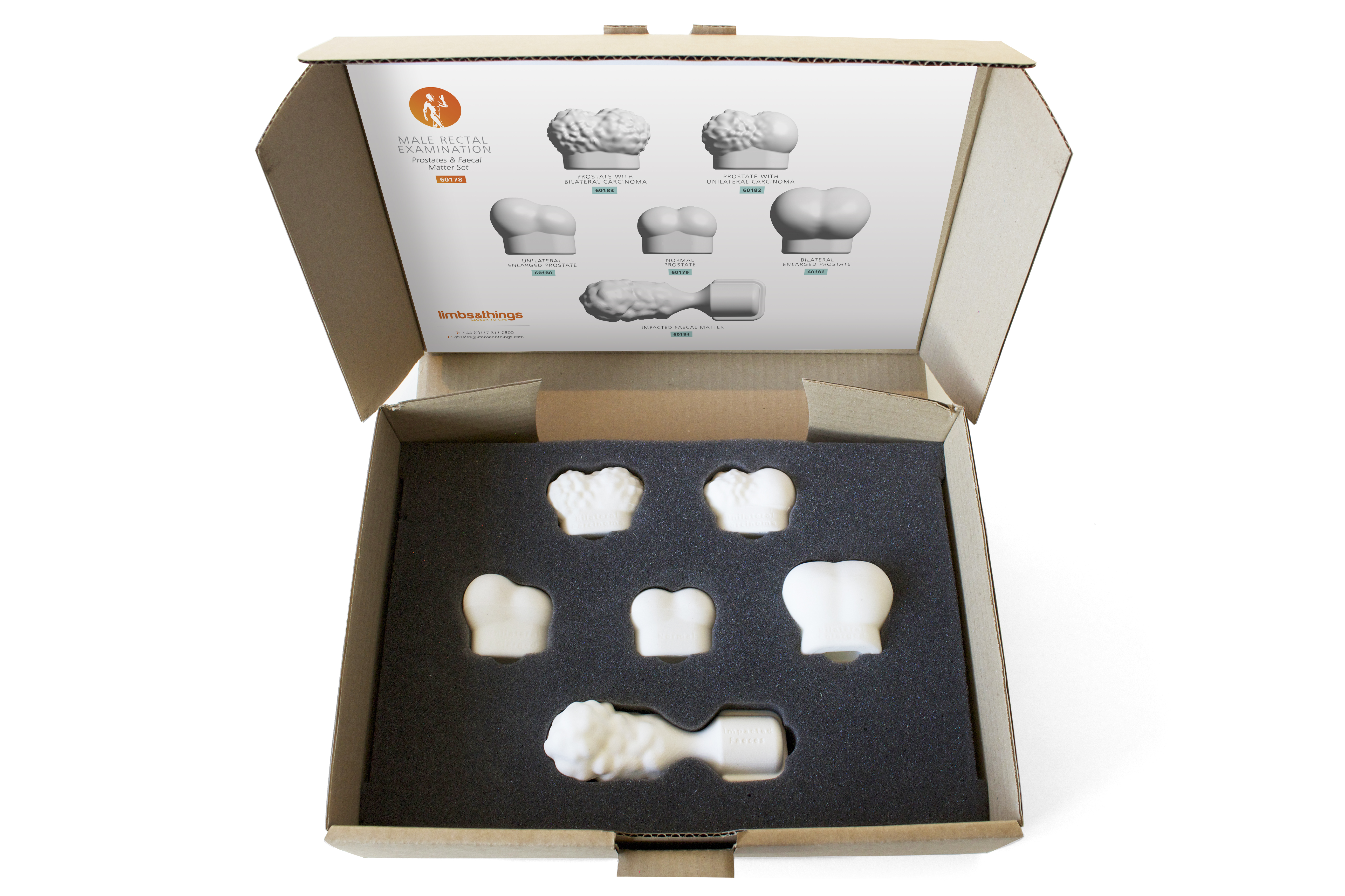 Male Rectal Examination Prostates & Faecal Matter Set | FLS Products